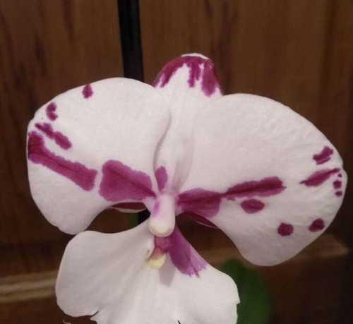 Орхидея фаленопсис Santa Claus, мутация цвета