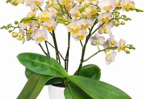 Орхидея фаленопсис Бургунди Burgundy