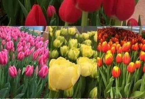 Тюльпаны пионовидные,лютики,аллиум и др цветы