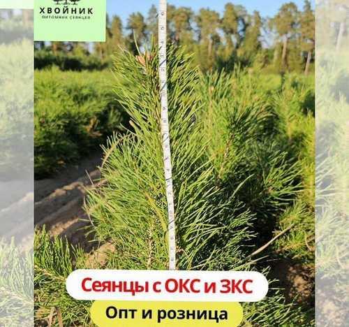 Ель Европейская окс Picea abies