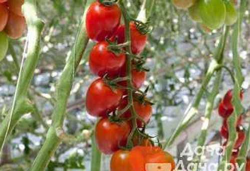 Семена мини сливовидного томата