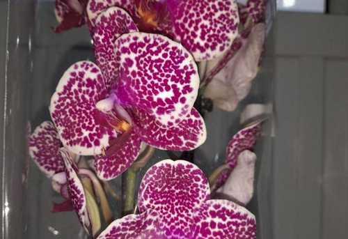 Орхидея фаленопсис Ред Сезам