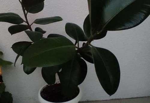 Фикус бенджамина, комнатные растения
