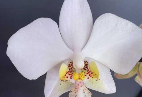 Цветет. Phillipinensis x Stuartiana. Орхидея