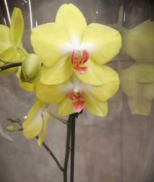 Фаленопсис желтый гибрид 755 орхидея