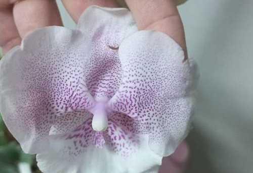 Орхидея фаленопсис Биглип Квин кисс и Персик
