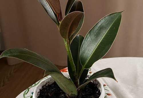 Фикус эластика Мелани Ficus elastica Melany