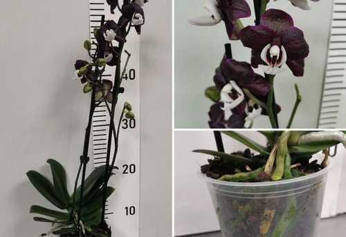Орхидея фаленопсис каода