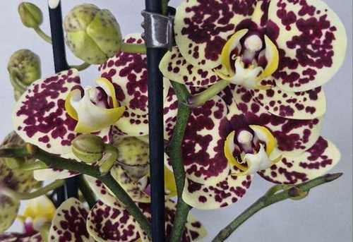 Орхидея на 3 цветоноса