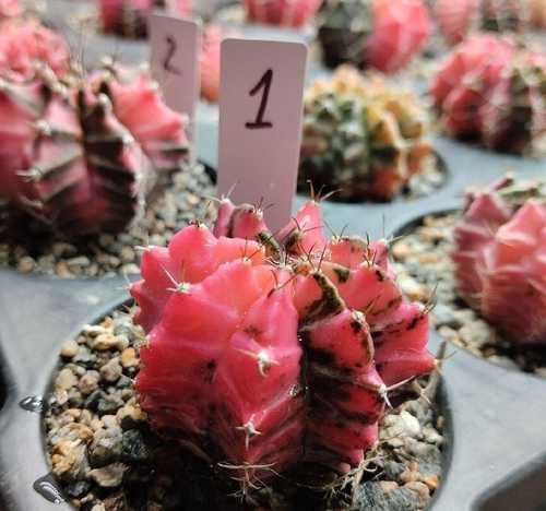 Цветные кактусы Gymnocalycium Mihanovichii Variega
