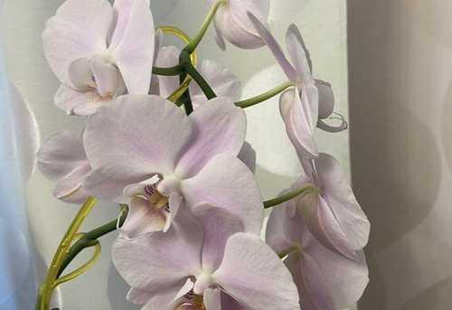 Орхидея фаленопсис взрослое цветущее растение