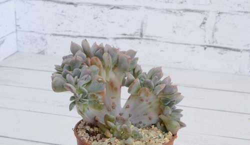 Echeveria Cubic Frost cristata (Эхеверия) (SCT2897