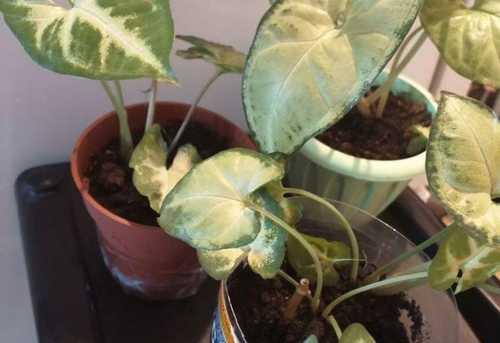 Комнатное растение Сингониум
