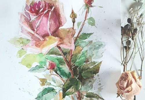 Рисунок акварелью " Нежная роза"