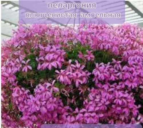 Плющелистная пеларгония, ампельная