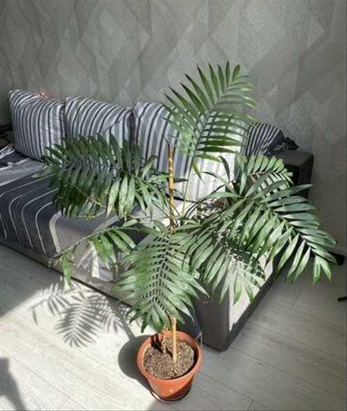 Комнатная пальма хамедорея (элеганс)