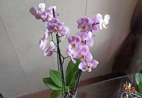 Редкие орхидеи: Бабочка Art Nova, Пелор Кимано, Де