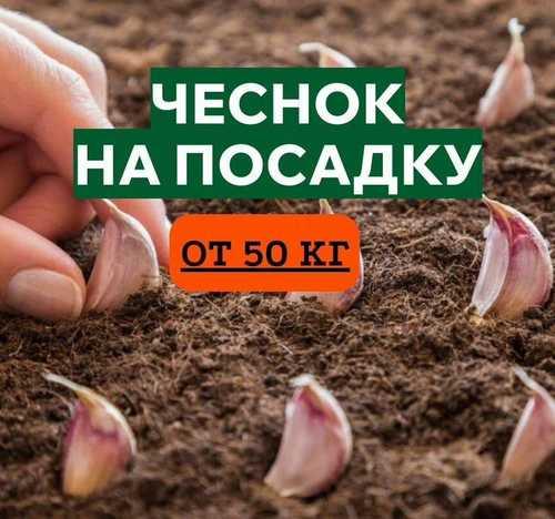 Чеснок озимый на посадку