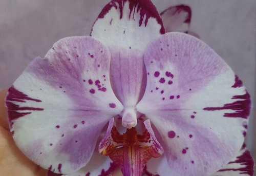 Орхидея Magic art
