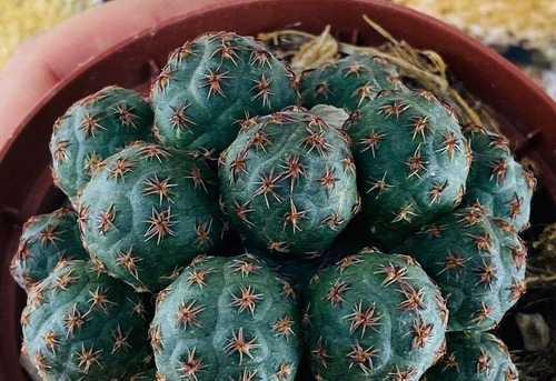 Редкие кактусы Puna, Tephrocactus в ассортименте