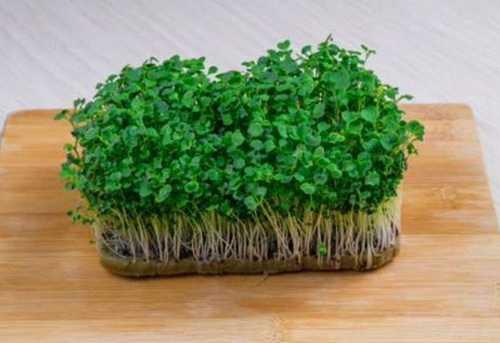 Семена брокколи (микрозелень)