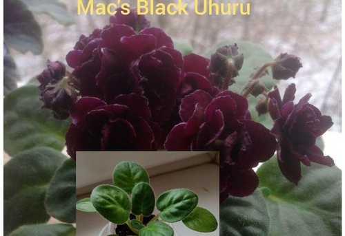 Фиалка (детка) Mac's Black Uhuru