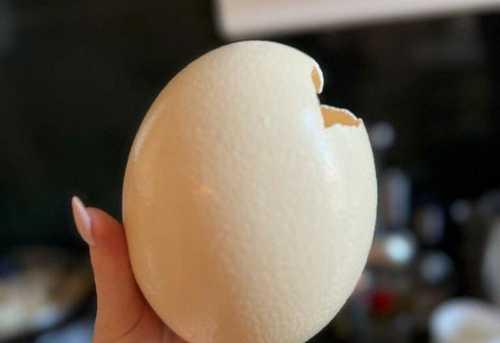 Скорлупа страусиного яйца для поделок
