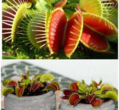 Венерина Мухоловка Dionaea Muscipula семена