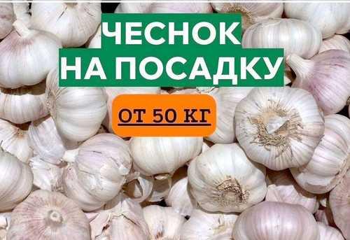 Чеснок озимый на посадку