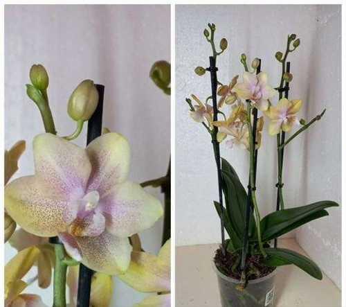 Орхидея миди 4 цветоноса