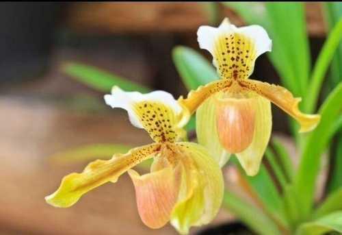 Орхидея Пафеопедиллум Венерин башмачок