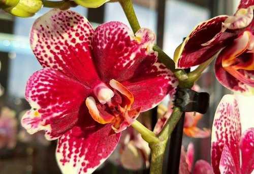 Орхидея фаленопсисДрим даймонд бантик 2 цв