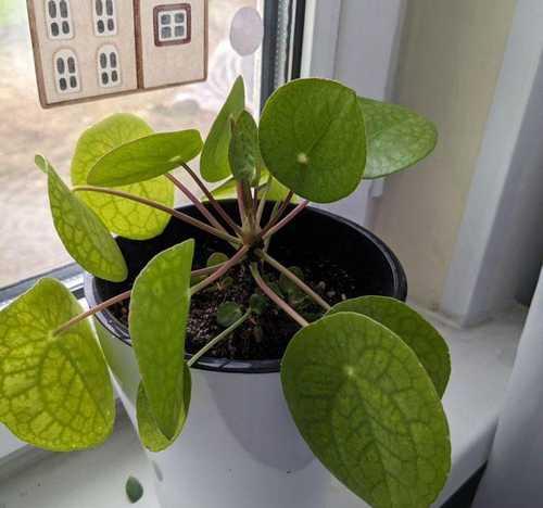 Пилея пеперомиевидная (Pilea peperomoides)