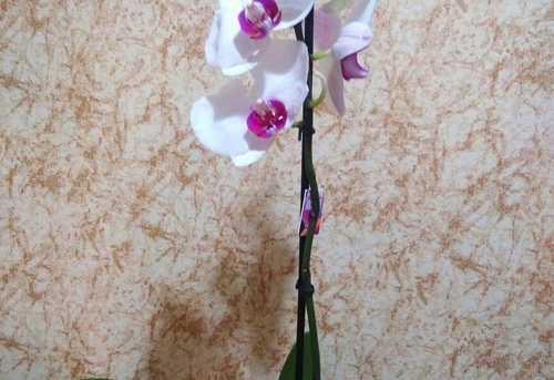 Орхидея цветущая сортовая Red lip