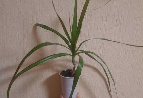 Драцена окаймлённая Dracaena marginata маргината