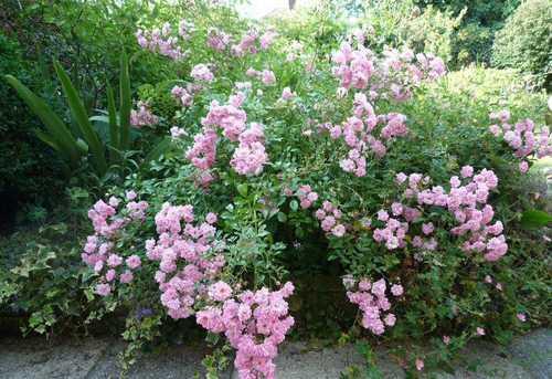 Саженцы почвопокровной розы фейри