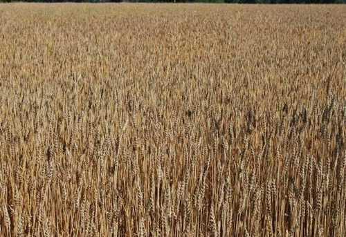 Семена пшеницы "Новосибирская-16" ос сэ, цена за т