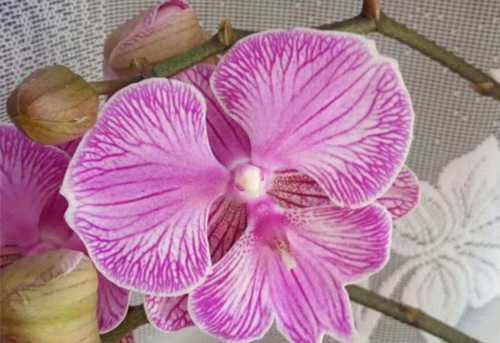 Орхидея фаленопсис биглип мультифлора