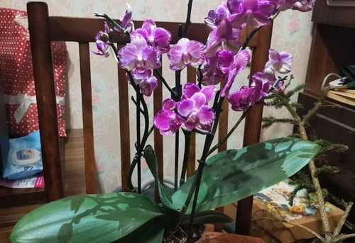 Орхидея фаленопсис Интрига