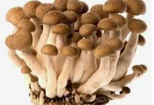 Мицелий зерновой гриба шимиджи