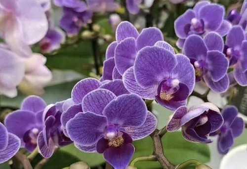 Орхидея violet queen