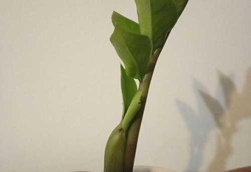 Растение домашнееЗамиокулькас