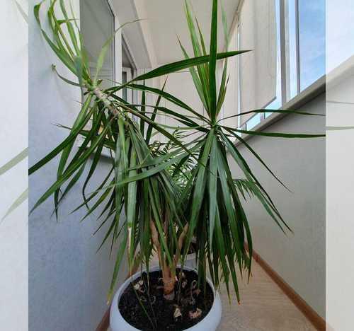 Комнатные растения пальма юкка