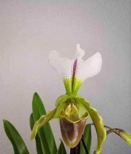 Орхидея пафиопедилум арома Лееанум