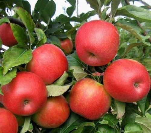 Саженцы яблони сорта "Анис алый"