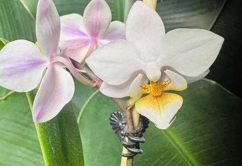 Орхидея детка белая