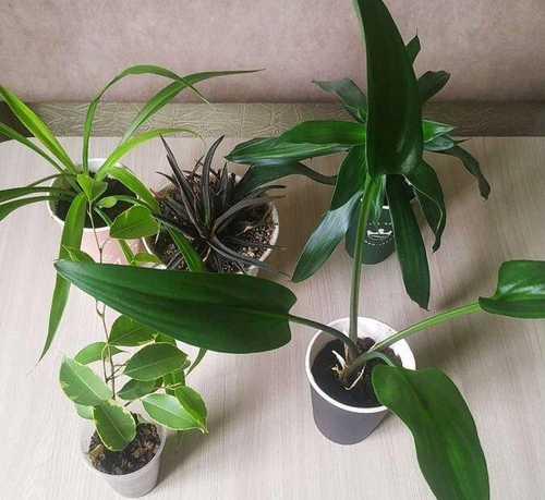5 растений фикус Бенджамина хавортия драцена и др