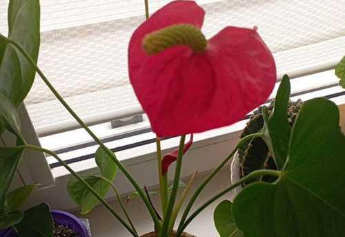 Цветок Антуриум (мужское счастье)
