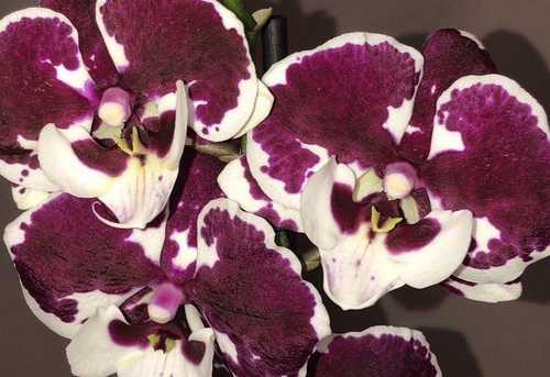 Орхидея фаленопсис Untold stories Big Lip