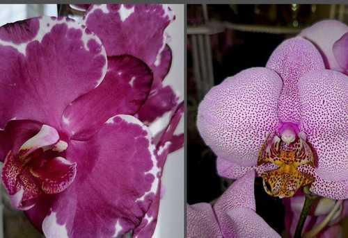 Орхидея фаленопсис Мальва и Манхеттен